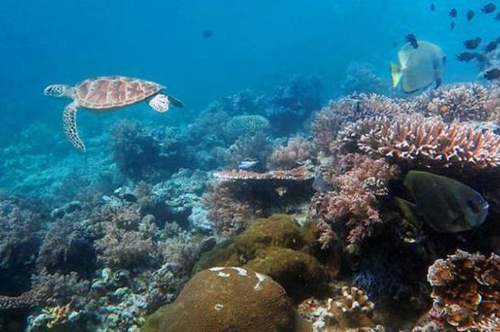 WWF-Indonesia: Kerusakan Laut di Indonesia Masih Bisa Diselamatkan ...