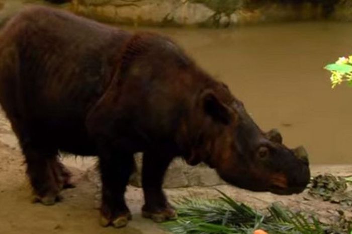 Harapan Si Badak Sumatra Pulang ke Indonesia - National Geographic