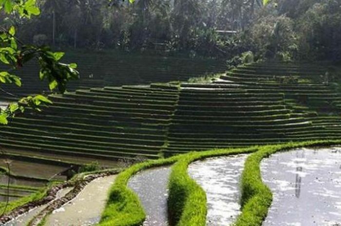 Bali Bukan Hanya Pantai, Nikmati Hamparan Sawah di Tabanan - National ...