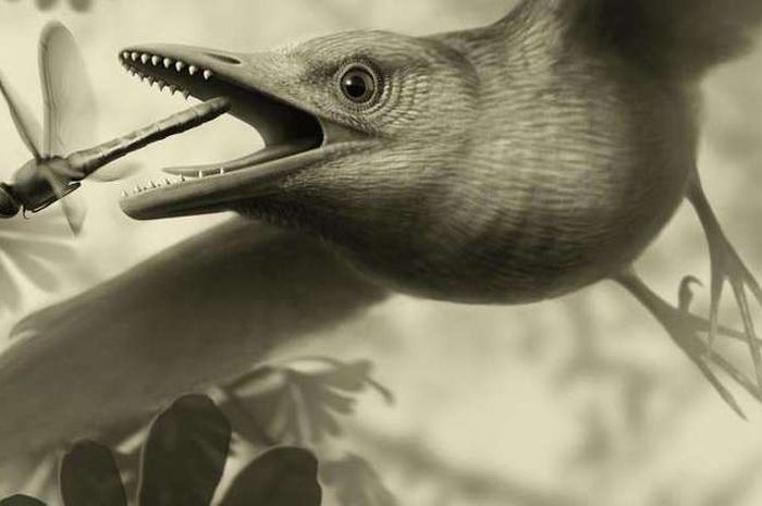 Burung Purba Punya Prestasi Aerodinamis yang Sama dengan Burung Modern ...