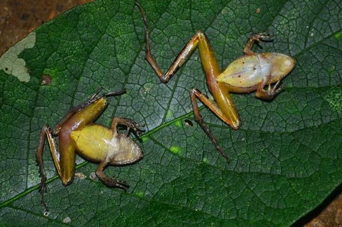 Katak yang Berpura-pura Mati - National Geographic