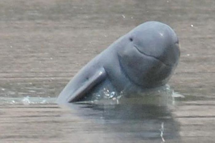 Bincang Redaksi-41: Nyawa Terakhir Pesut Mahakam yang Makin Terancam ...
