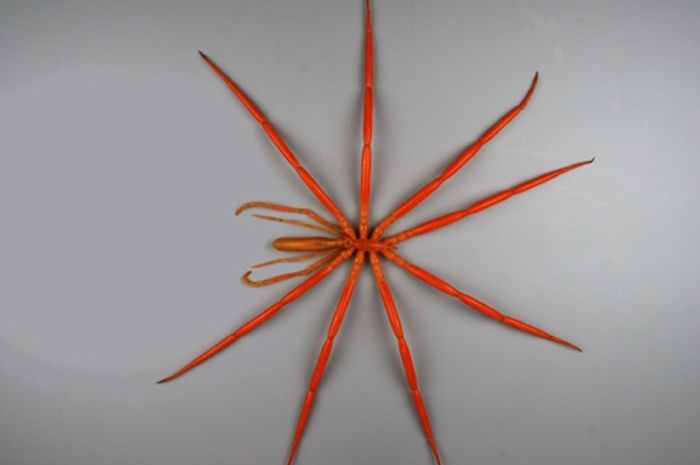 Laba-Laba Laut Raksasa Ini Hanya Ada di Kutub Utara dan Selatan ...