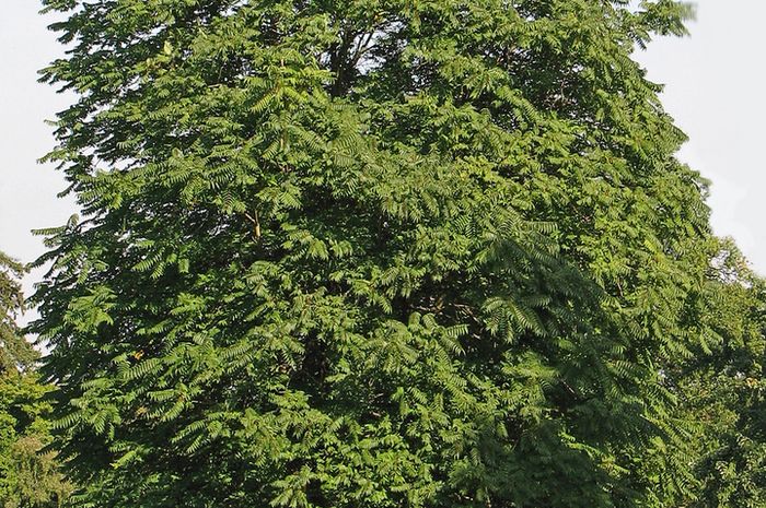 Ailanthus altissima , Sang Pohon Surga - National Geographic