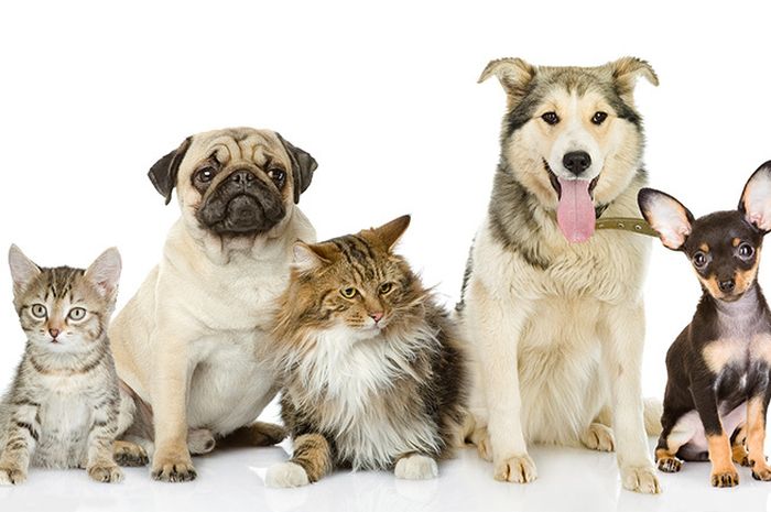 Riset Ungkap Fakta Tak Terduga Asal-usul Anjing - National Geographic Riset Ungkap Fakta Tak Terduga Asal-usul Anjing - National Geographic