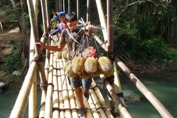 Panen Durian Baduy - National Geographic