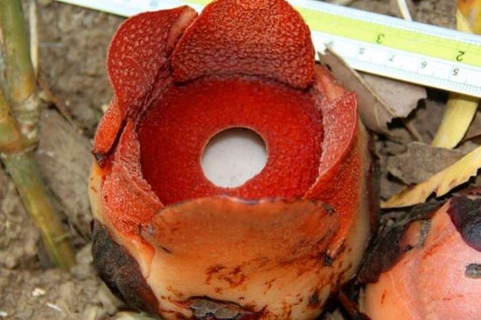 Spesies Baru Rafflesia Mungil Ditemukan - National Geographic