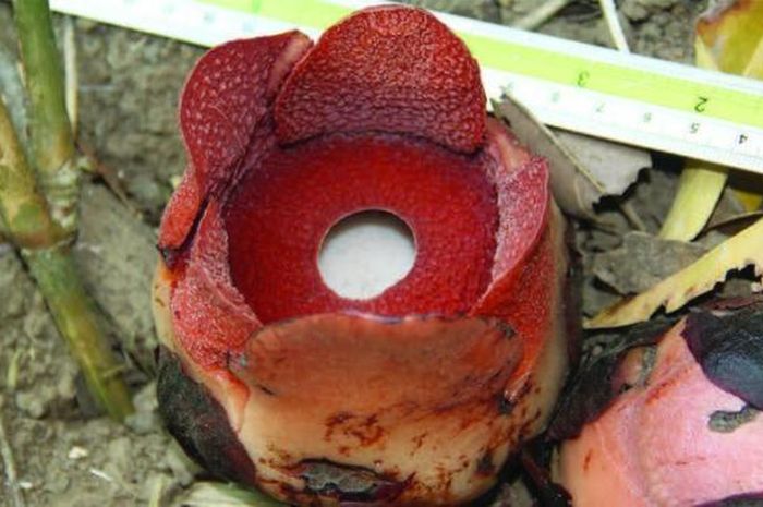 Bunga Rafflesia Terkecil di Dunia Ditemukan di Filipina - National ...