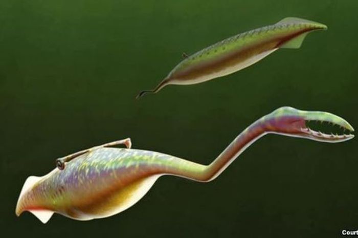 Ilmuwan Pecahkan Misteri Monster Tully - National Geographic