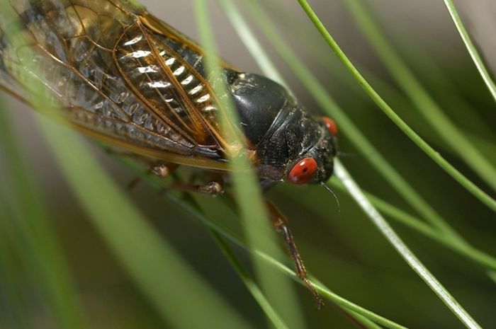 Miliaran Tonggeret akan Bermunculan ke Bumi - National Geographic