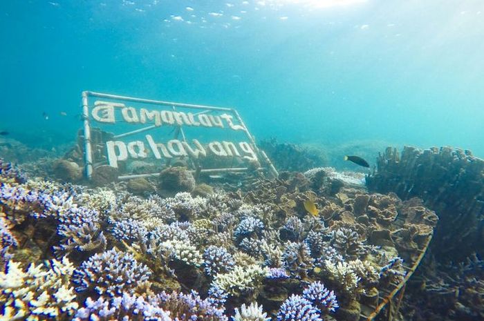 5 Spot Snorkeling Keren di Pahawang - National Geographic