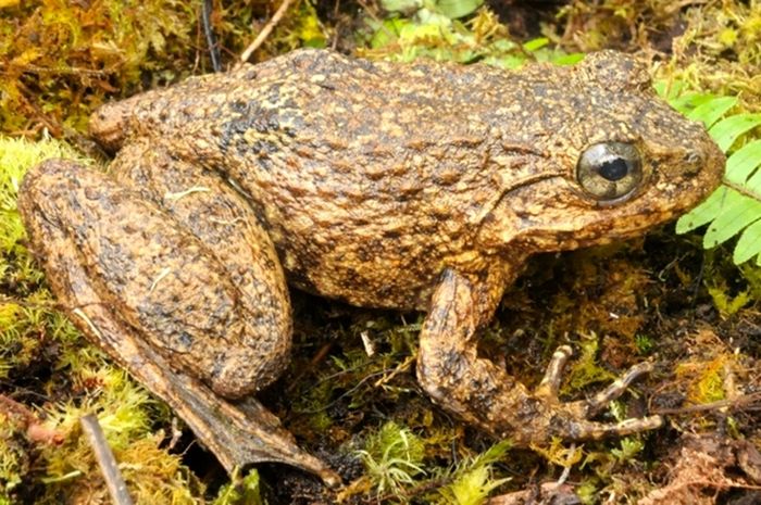 Temuan LIPI Ini Kemungkinan Jenis Katak Baru dari Sulawesi - National ...