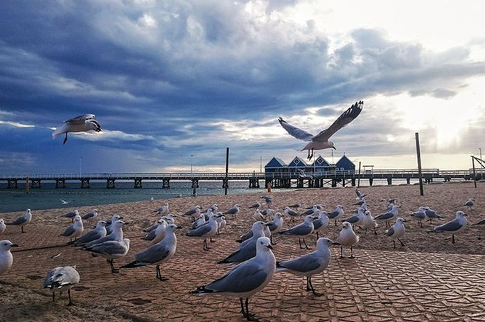 Busselton Jetty - National Geographic