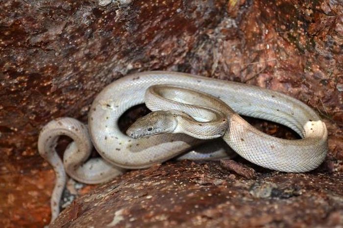 Ilmuwan Temukan Spesies Baru Boa Perak di Pulau Terpencil Bahama ...