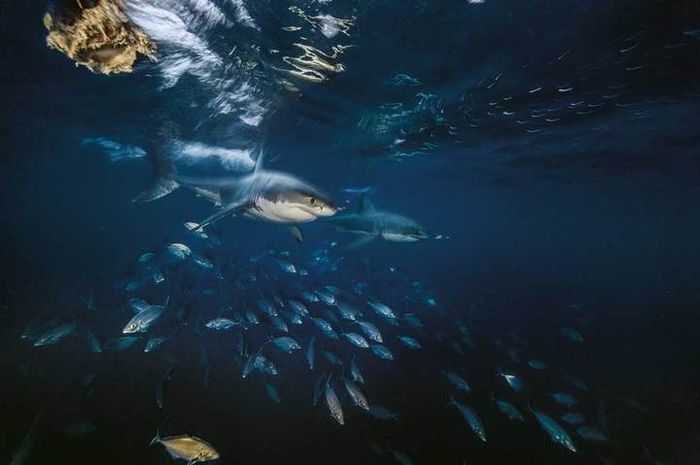 Cucut Putih Besar - National Geographic