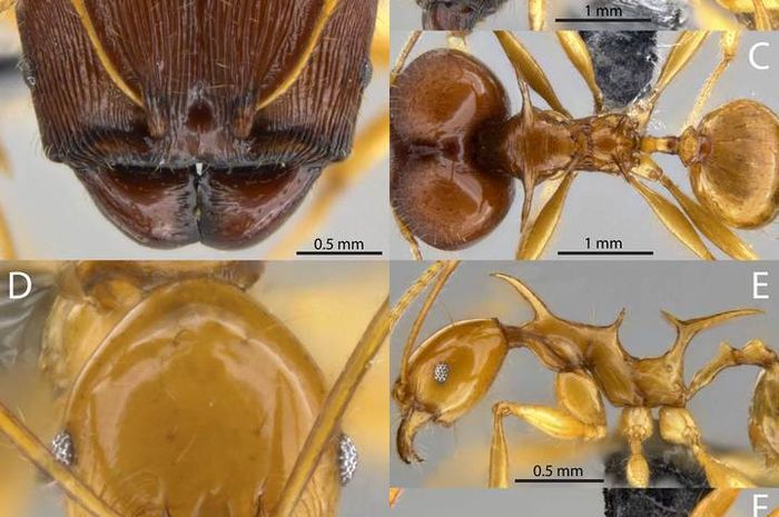 Spesies Baru Semut Ini Diberi Nama Seperti Karakter Naga di Serial Game ...