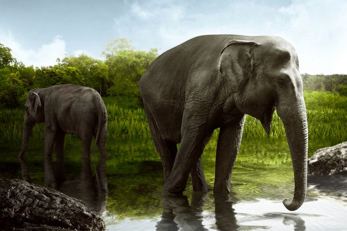 Mayoritas Responden Studi Tidak Tahu Cara Melindungi Gajah Sumatra ...