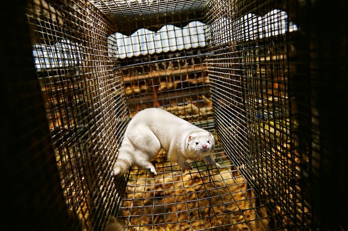 Bulu Hewan untuk Manusia - National Geographic