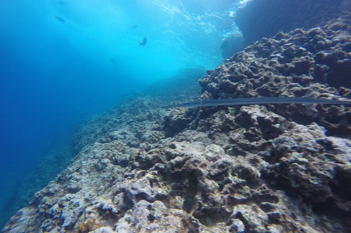 Temuan Gunung Api Bawah Laut yang Hampir Punah - National Geographic