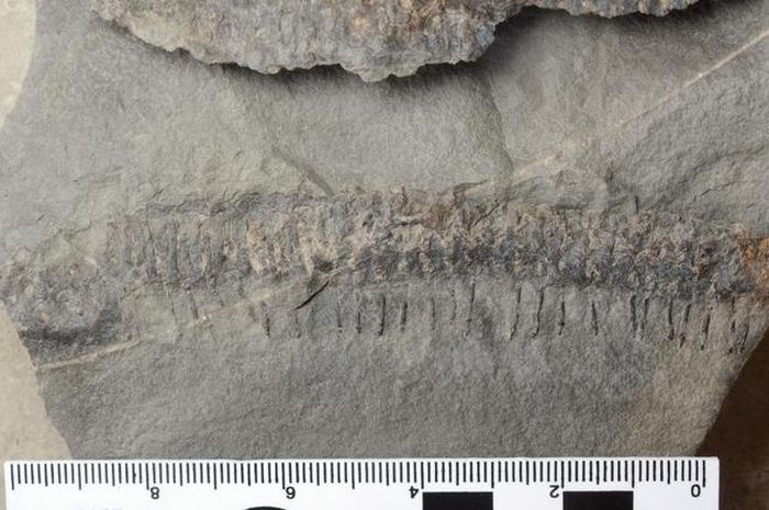 Fosil Kaki Seribu Raksasa Diduga Spesies Baru - National Geographic