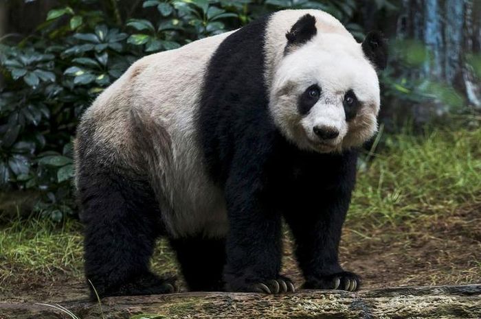 Panda Raksasa Tertua di Dunia "Ditidurkan" Selamanya - National Geographic