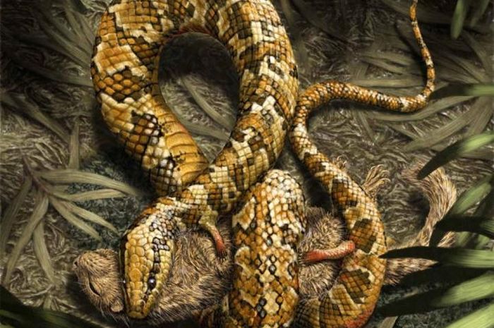 Peneliti Temukan Bukti Kemunculan Kembali Kaki Pada Ular - National ...