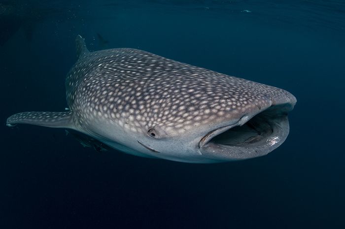 Sisa Radioaktif dari Uji Bom Nuklir Perang Dingin Ungkap Usia Hiu Paus ...