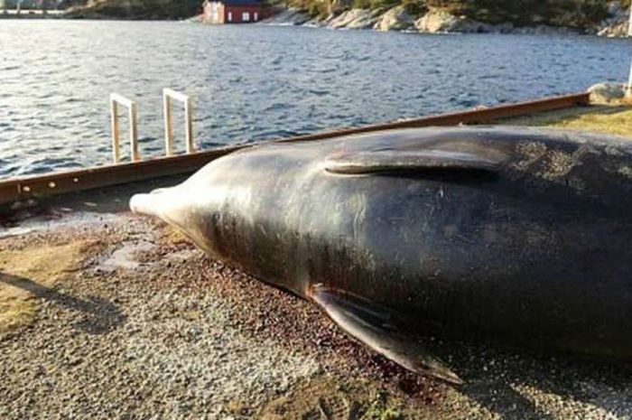 Puluhan Sampah Plastik Ditemukan dalam Perut Paus yang Terdampar ...