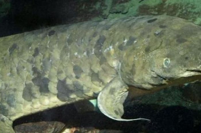 Ikan Tertua yang Hidup di Akuarium Disuntik Mati - National Geographic