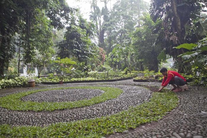 Mengagumi Taman Araceae di Kebun Raya Bogor, Tumbuhan yang Memiliki ...