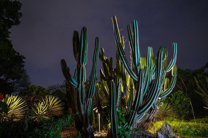 6 Taman Terasyik yang Harus Anda Kunjungi di Kebun Raya Bogor ...