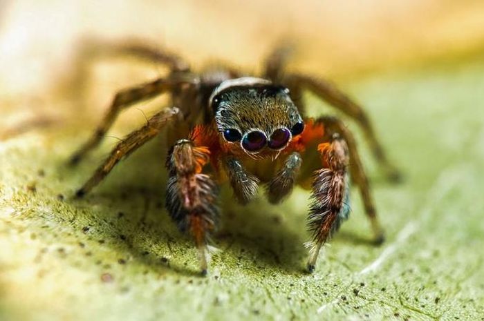 50 Spesies Baru Laba-laba Ditemukan di Australia - National Geographic