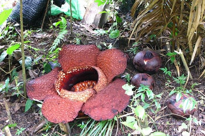 Rafflesia arnoldii , Maskot Puspa Langka Nasional - National Geographic