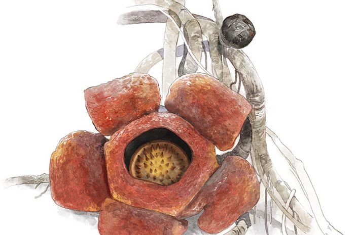 Ilmuwan Indonesia Berhasil Mekarkan Rafflesia patma di Luar Habitat ...
