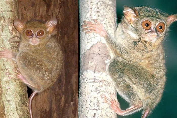 Penemuan Dua Spesies Baru Tarsius di Sulawesi - National Geographic