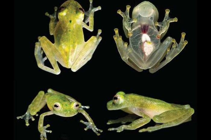 Punya Perut Sebening Kaca, Katak Ini Perlihatkan Organ Dalam Tubuhnya ...