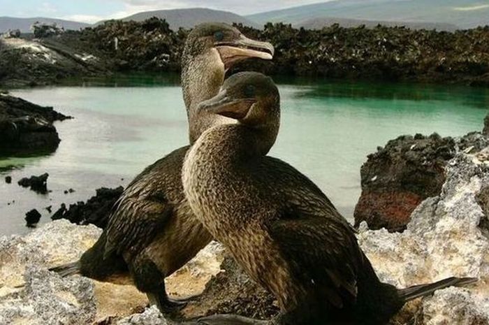 Pecuk Galapagos, Burung yang Lupa Caranya Terbang - National Geographic