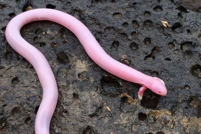 Makhluk Unik Campuran Kadal dan Ular Terekam dalam Video - National ...