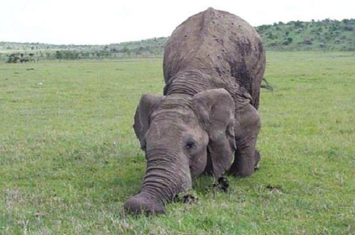 Ingin “Berbicara” Ala Gajah? Jelajahi Situs Terbaru Ini - National ...