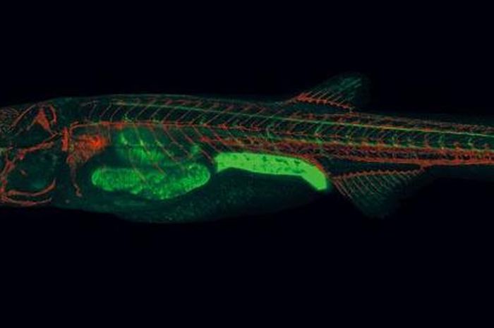 Zebrafish, Ikan Mungil yang Berjasa dalam Penelitian Medis - National ...