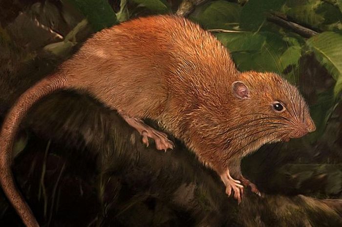 Tikus Legendaris dengan Tubuh Sepanjang Setengah Meter Ditemukan ...