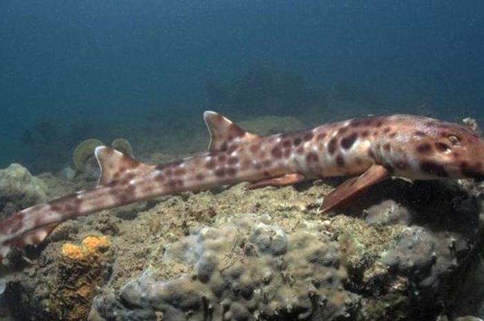 Hiu Berjalan dan Puluhan Spesies Baru Lainnya Ditemukan di Laut Papua ...