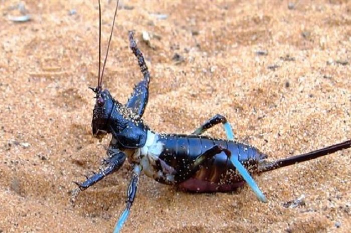7 Spesies Serangga Raksasa Baru Sangatlah Agresif - Semua Halaman ...