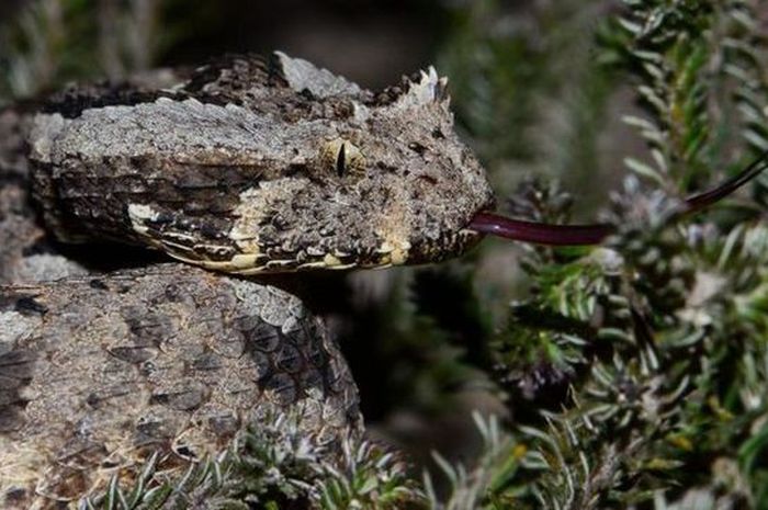 Penemuan Albany adder, Spesies Ular yang Disangka Punah - National ...