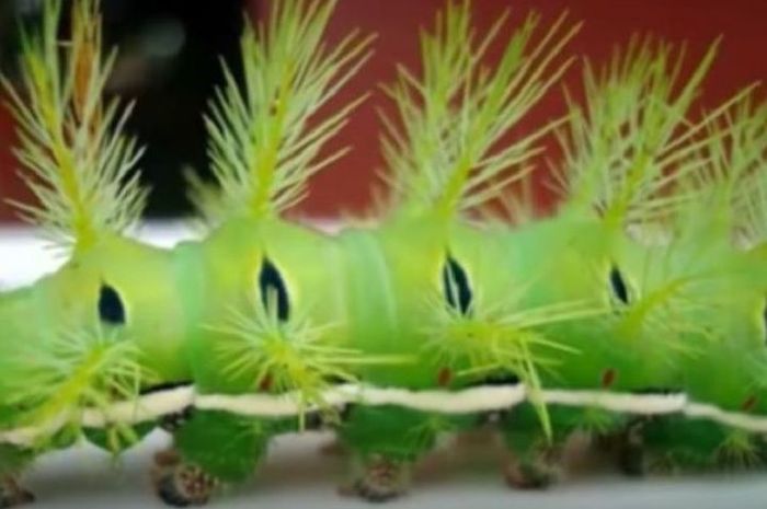 Benarkah Ulat Api Dapat Membunuh Manusia dalam 4 Jam? - National Geographic