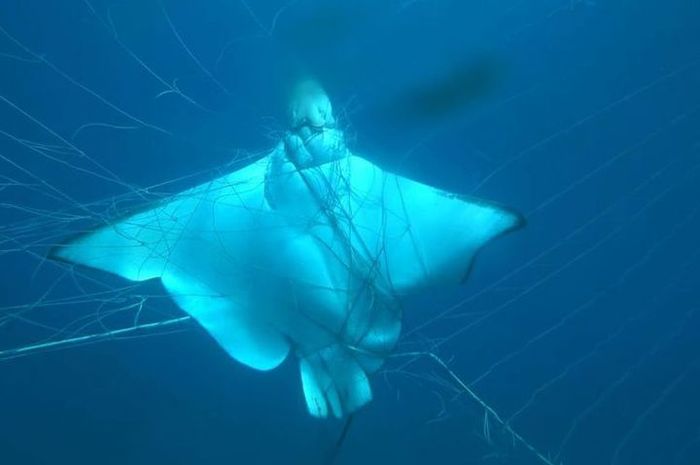 Menyedihkan, Lima Manta Terjerat Jaring Penghalau Ikan Hiu - National ...