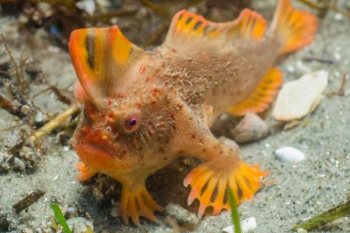 Handfish, Ikan 'Bertangan' Langka Ditemukan di Tasmania - National ...