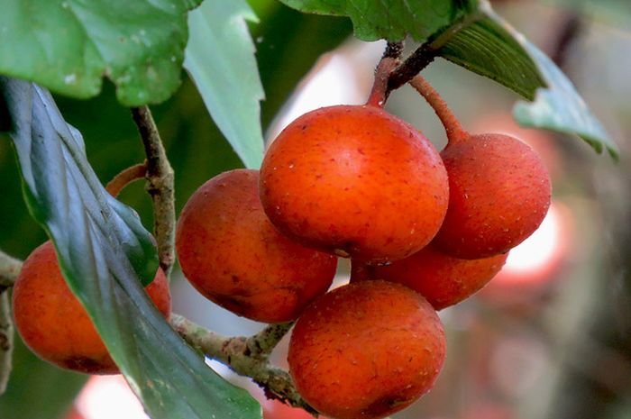 Ficus, Buah Kesukaan Orangutan Tapanuli - Semua Halaman - National ...