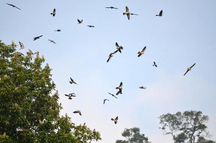10 Destinasi Terbaik Dunia untuk Mengamati Burung - National Geographic