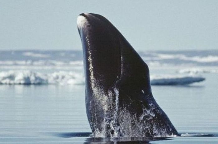Paus Bowhead, Si Penyanyi Jazz Dari Perairan Arktik - National Geographic